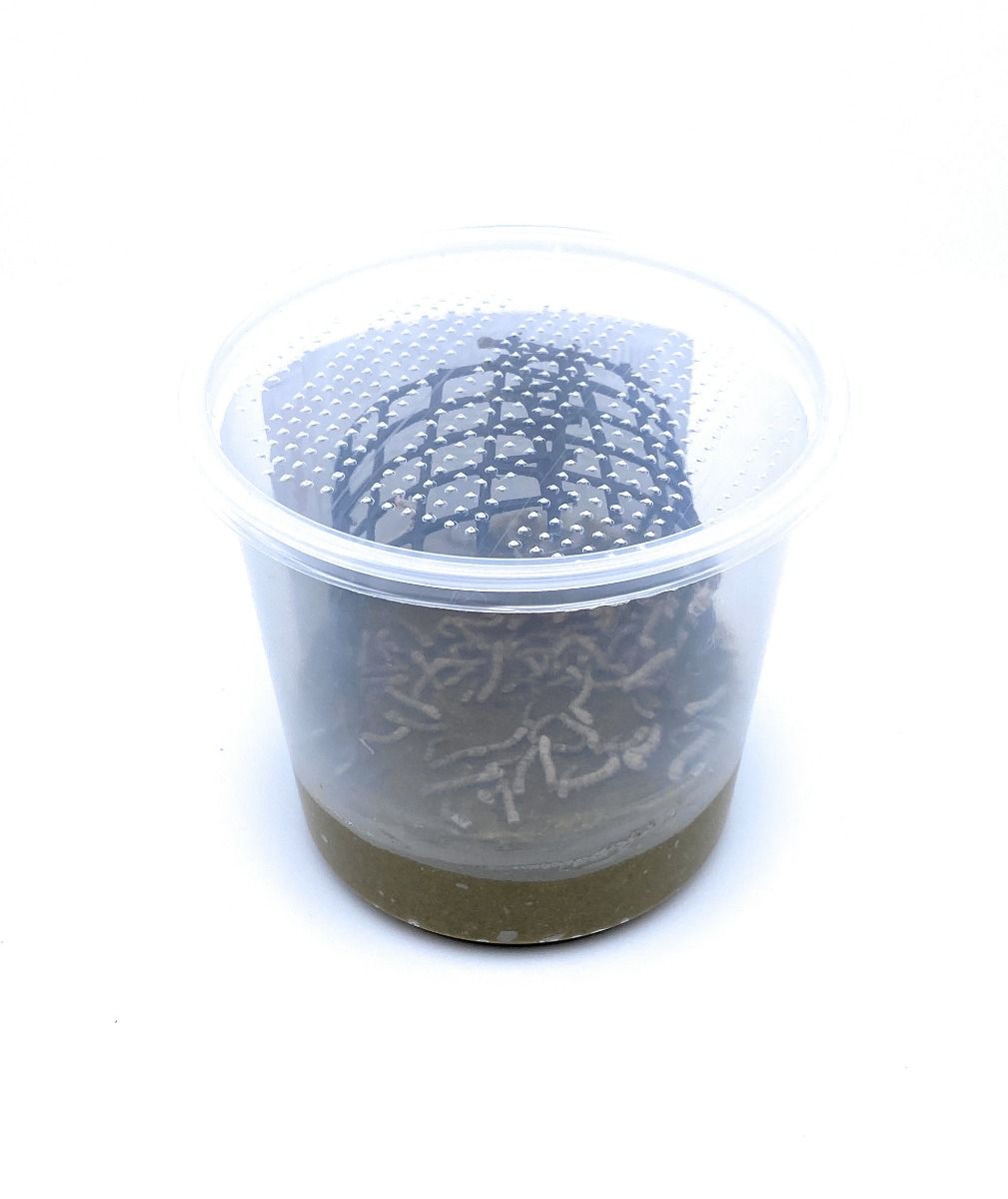 Silkworm Keeper v2.0